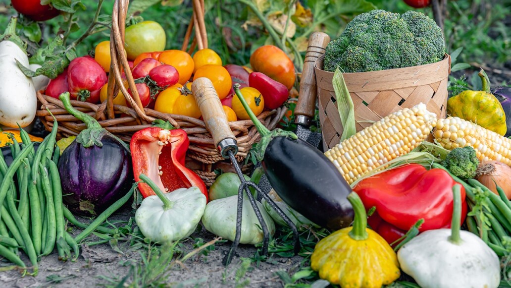 What Zone is San Diego for Gardening? | Eco Gardeners & Landscaping San ...